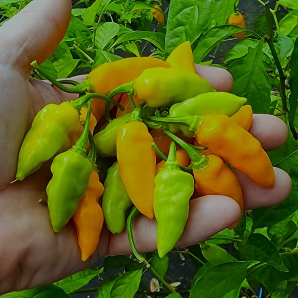 Fresh Datil Peppers Delight | Mayhem Datil Pepper Farms