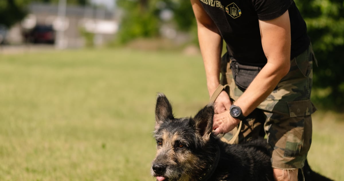 Čiarlis | Prieglauda ,,SOS gyvūnai"