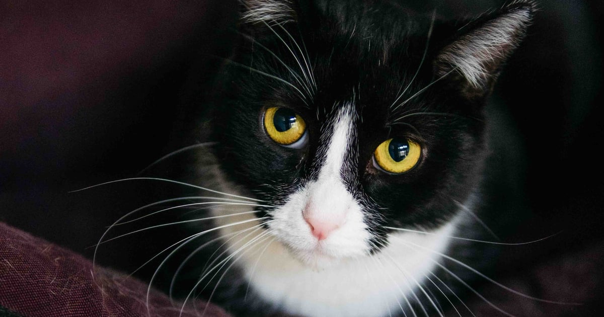 Tafel | Prieglauda ,,SOS gyvūnai"