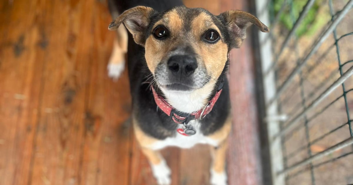 Marsas | Prieglauda ,,SOS gyvūnai"