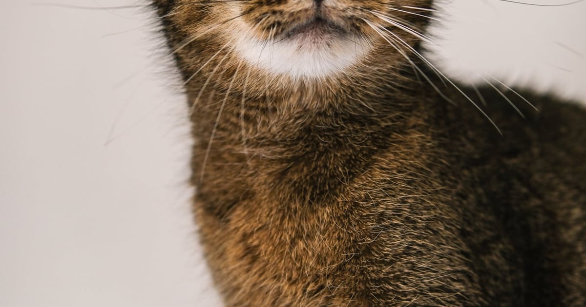 Viada | Prieglauda ,,SOS gyvūnai"