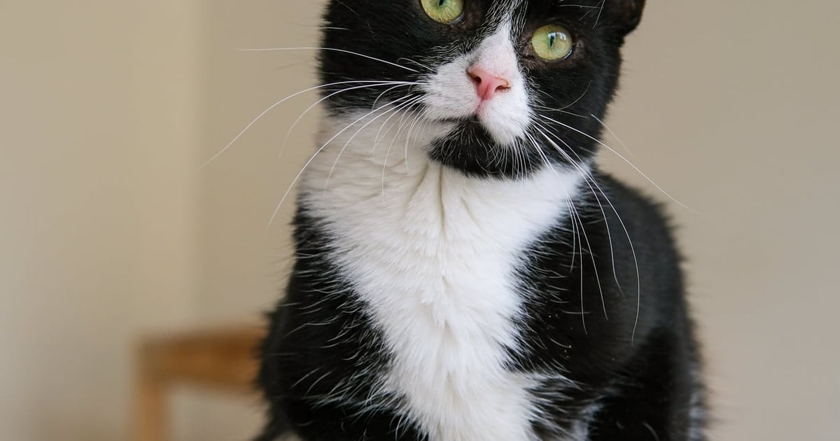 Diumą | Prieglauda ,,SOS gyvūnai"