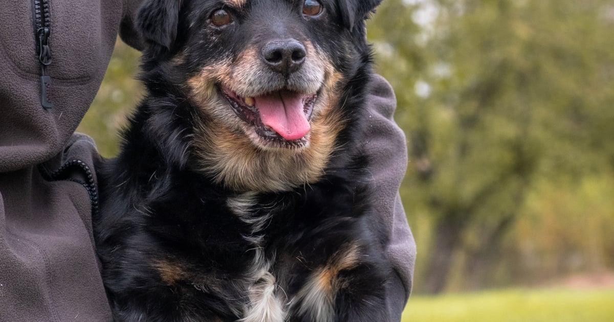 Čiarmas | Prieglauda ,,SOS gyvūnai"