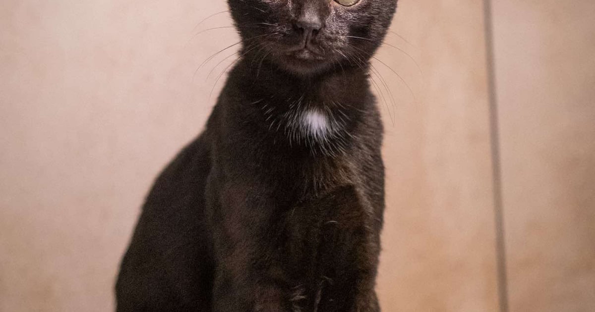 Lynas | Prieglauda ,,SOS gyvūnai"