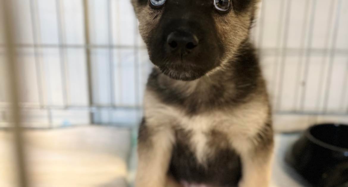 Porteris | Prieglauda ,,SOS gyvūnai"