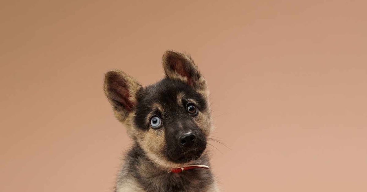 Porteris | Prieglauda ,,SOS gyvūnai"