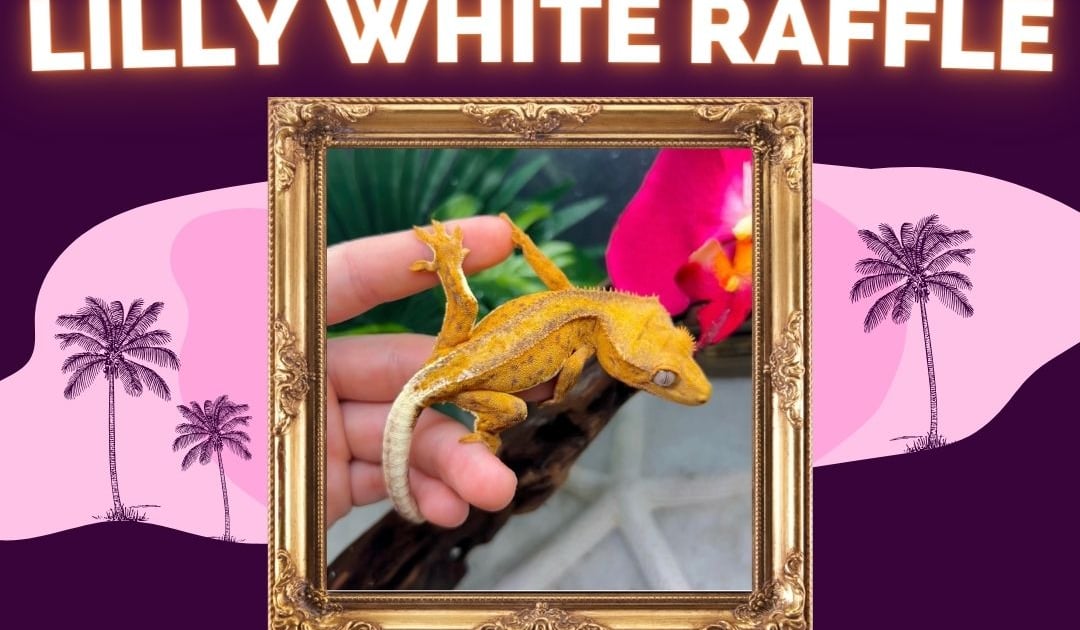 Nugget Raffle Tickets | Holy Grail Geckos