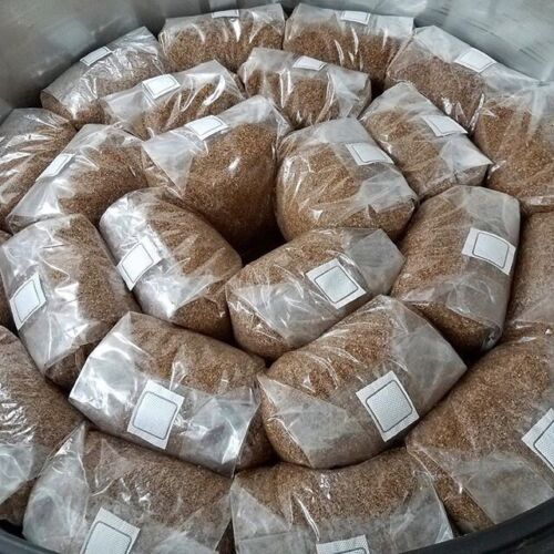 Pre-sterilised Grain Spawn 1kg/2kg with self-healing injection port ...