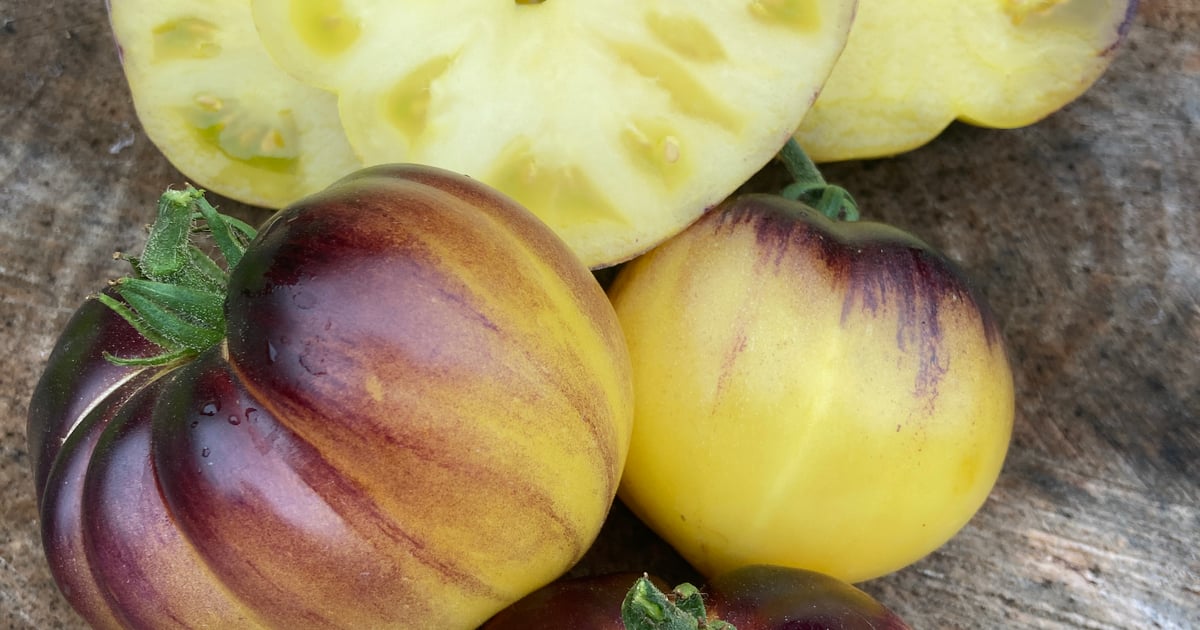 Purple Sunrise tomato seeds, a deliciously fruity tomato | NRTomatoseed ...