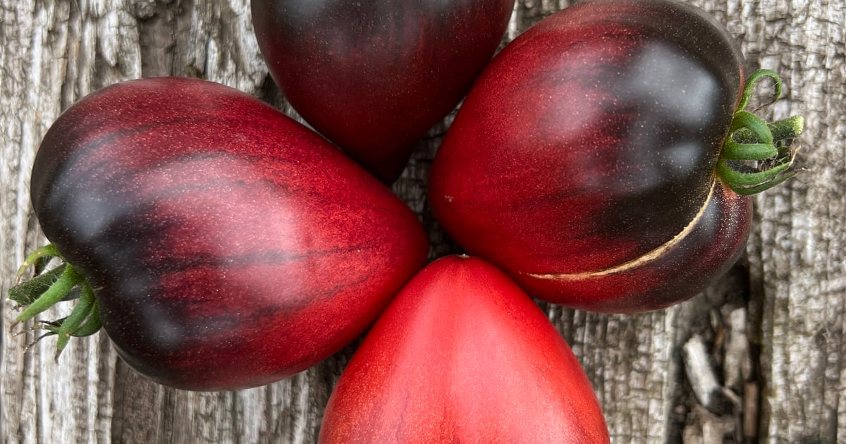 heart-shaped tomatoes Indigo Tomatoes: Prolific with beauty and flavour ...