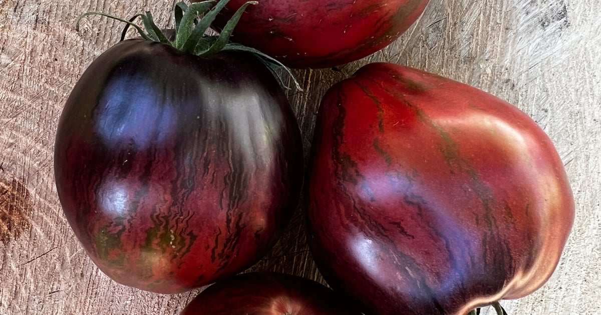 Rebel Starfighter Prime Tomato - Deep and Rich Flavour | Seed Envy ...