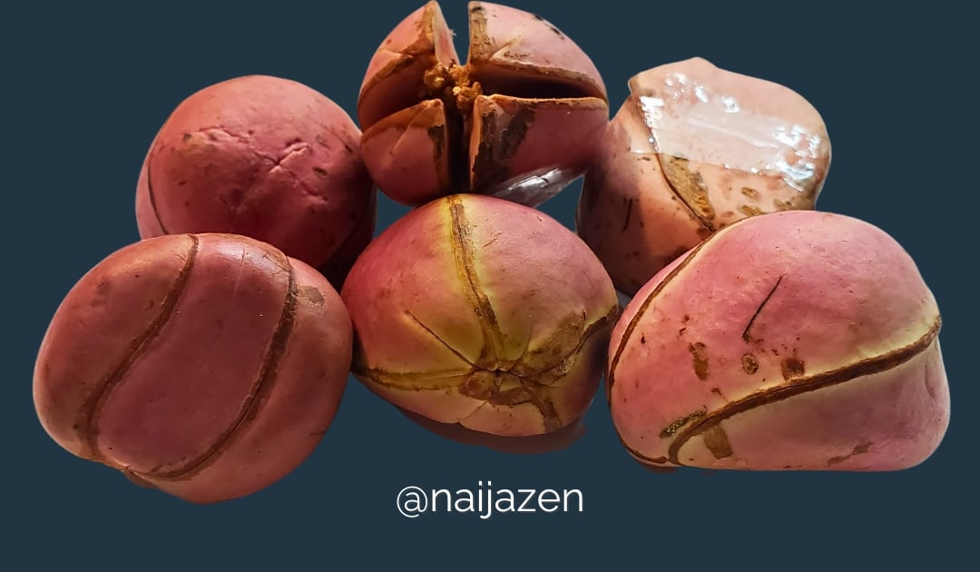 Kola Nut (Obi Abata) 4 Lobed Kolanut | NaijaZen Spiritual Store