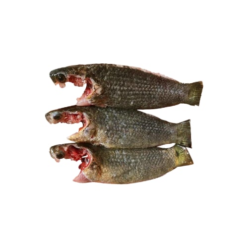 KOI FISH (ICE BLOCK) | VISHAL HALAL FOOD