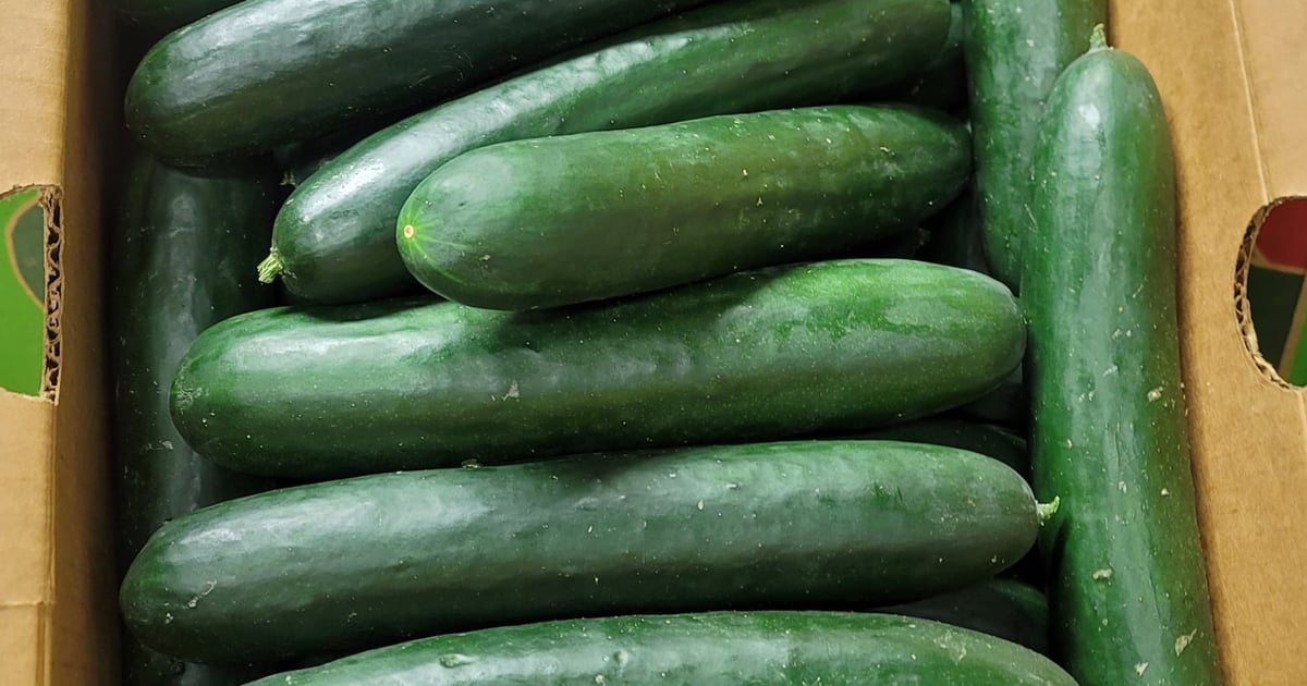 AMERICAN CUCUMBER LG