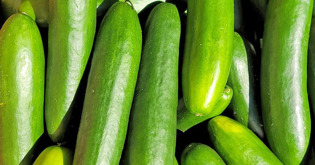 PICKLE CUCUMBER