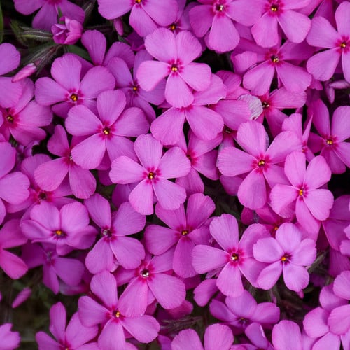 Magenta Phlox | Ironstone Garden Centre