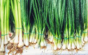 Chives Onion 6 cell punnet | Ironstone Garden Centre