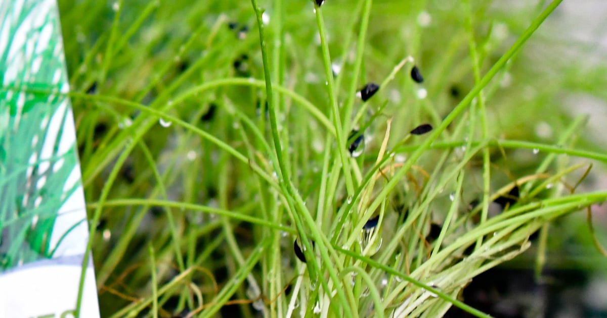 Garlic Chives 6 cell punnet | Ironstone Garden Centre
