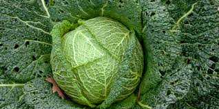 Savoy Cabbage 4 cell punnet | Ironstone Garden Centre