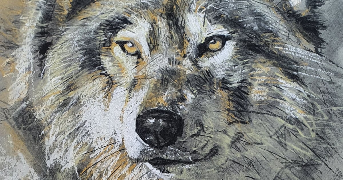 Wolf Workshop Sunday 13th October 2024 | STELLA MAYS Wildflife Art