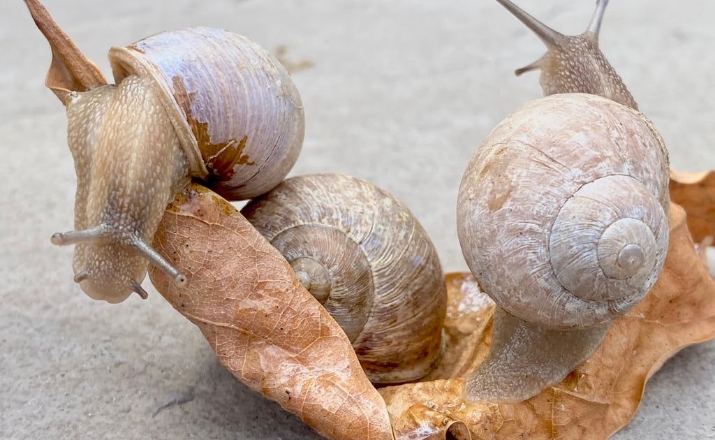 Rare Foggy White Garden Snail: Unique Shell Color | SnailySnail Pet Store
