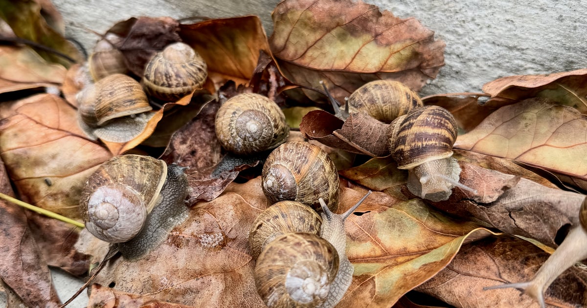 Buy 10 Large Live Garden Snails Helix Snails Pets for Sale ...