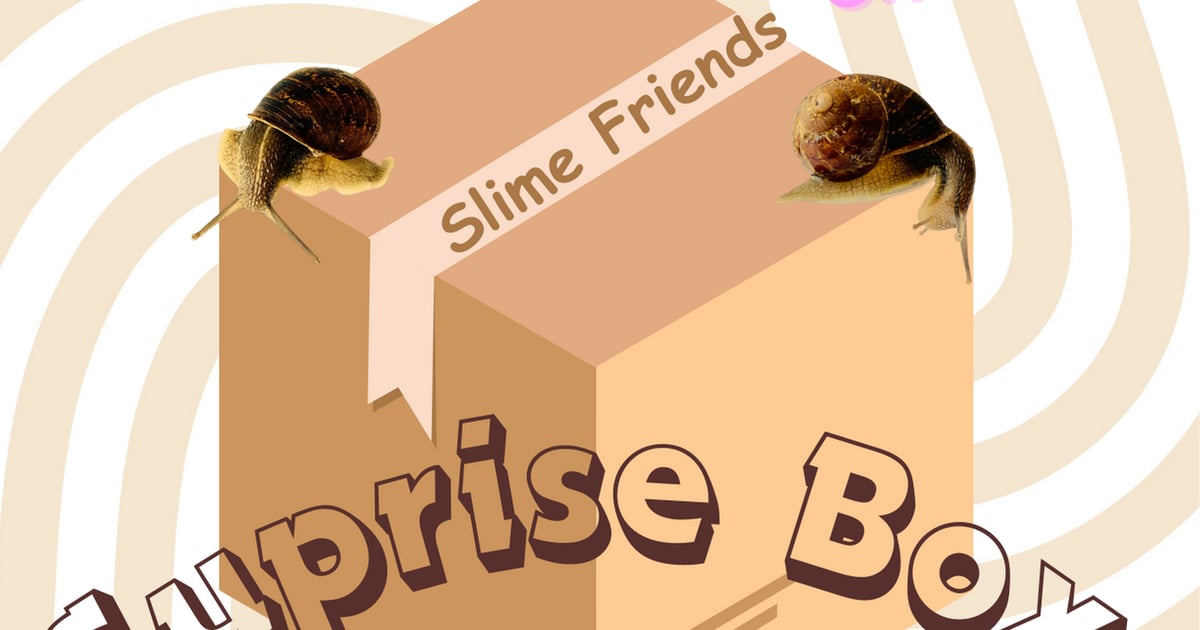 Surprise Box of Pet Snails: Captive-Bred, Healthy, and Diver ...