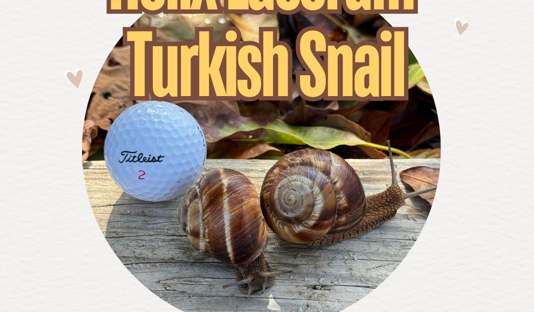 Snail Care Guide Book - Helix Lucorum Turkish Snail | SnailySnail Pet Store