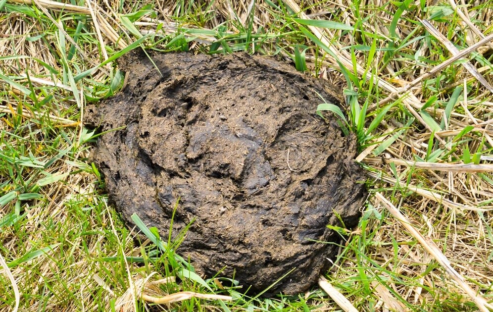 COW DUNG | Poop Senders