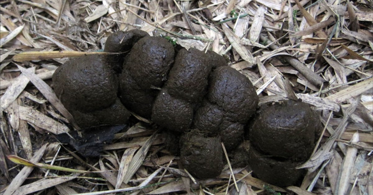 GORILLA POO | Poop Senders