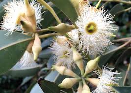 Eucalyptus botryoides | Bambra Native Plants
