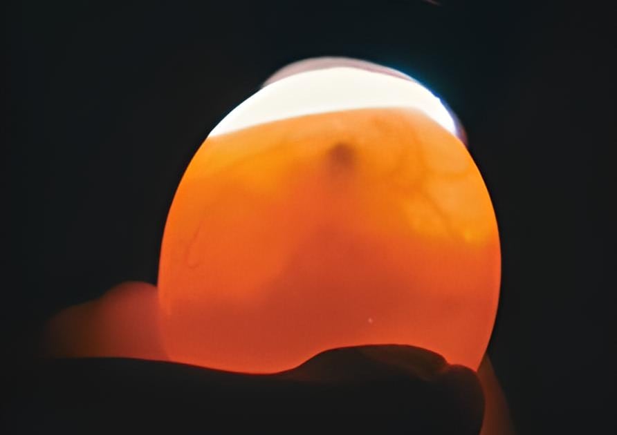 Virología | LIPEPSA