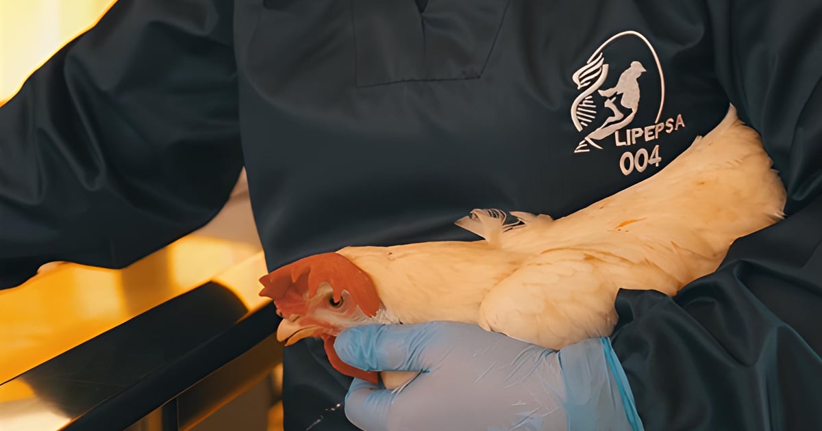 Patología | LIPEPSA