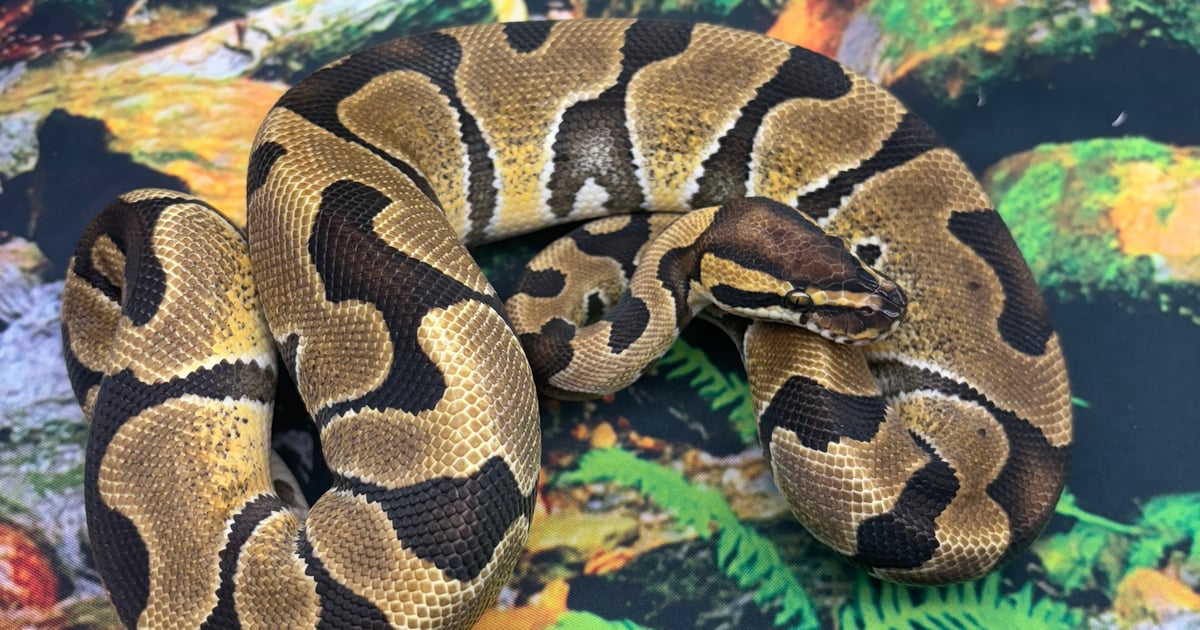 enchi-fire-het-desert-ghost-male | Pet Den