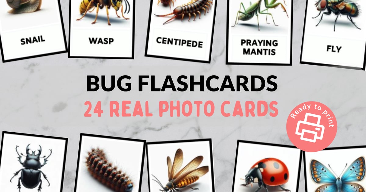 Bug Flashcards for Toddlers - Real Images of Various Bugs | Tiny Minds ...