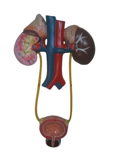 Human Urinary System Model - 3D Anatomical Model | MAYALAB
