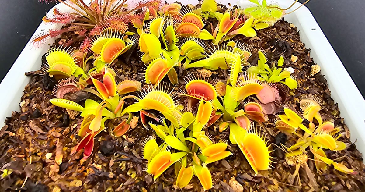 Dionaea m. SD Kronos | Carnivorous Plant Sales