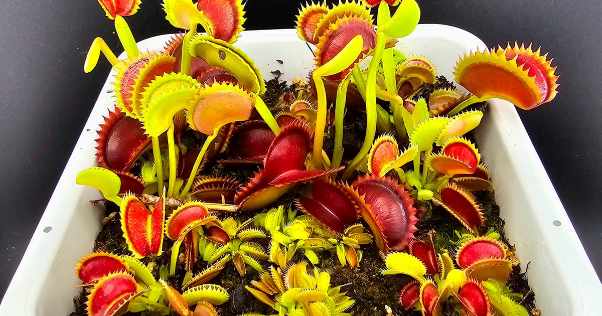 Dionaea m. Supernova | Carnivorous Plant Sales