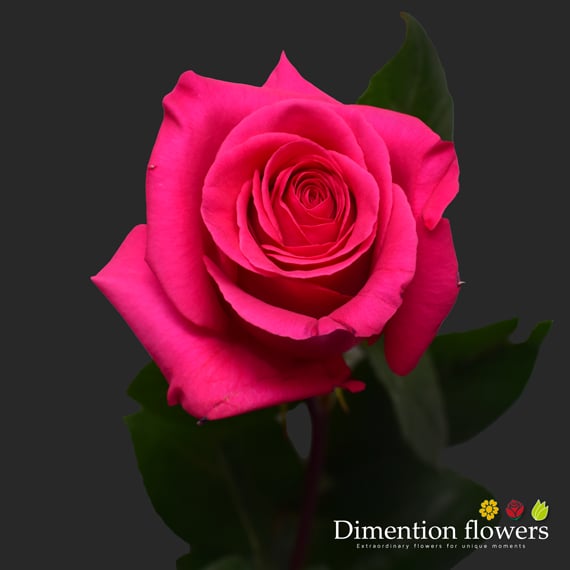 Pink Floyd Rose | Dimention Flowers