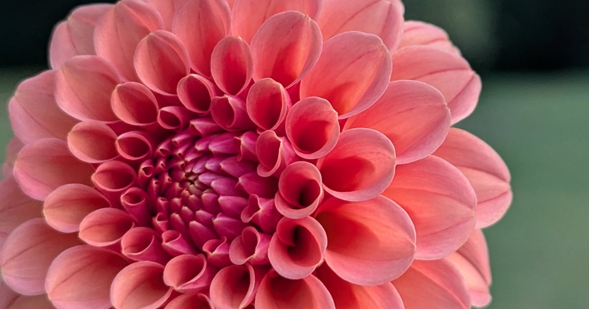 Rose Toscano - Dahlia Tuber | The Dahliary