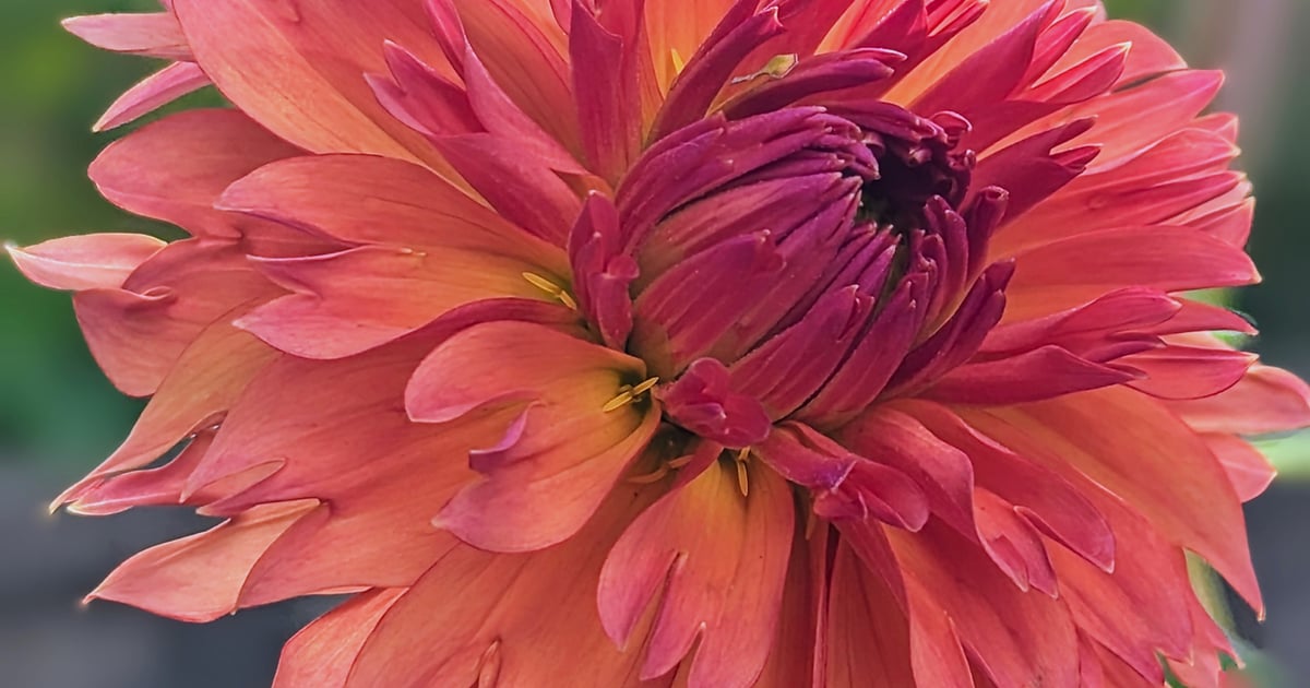 Sonic Bloom - Dahlia Tuber | The Dahliary