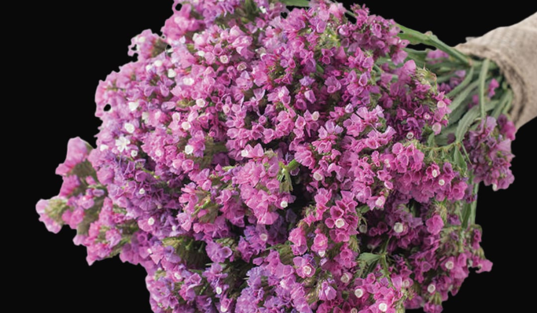 Statice Seeker Rose Shades | Bella Seeds