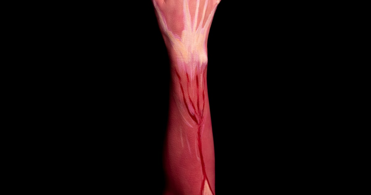 Transparent Forearm Muscles Model | Clear Simulations