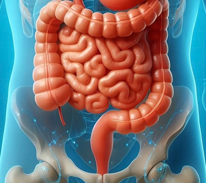 Transparent Small Intestine Model | Clear Simulations