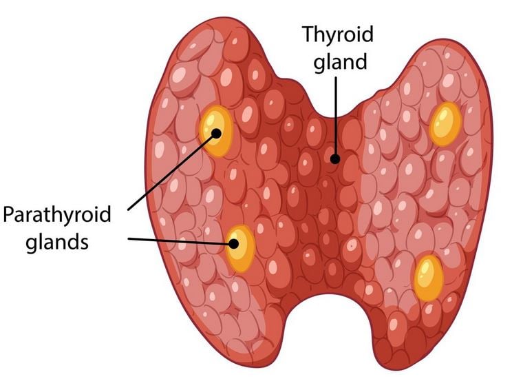 Transparent Parathyroid Glands Model | Clear Simulations