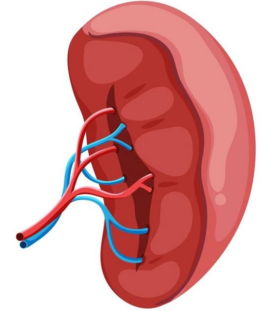 Transparent Spleen Model | Clear Simulations