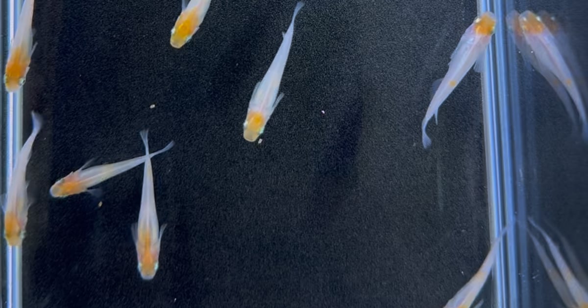 Red Cap Medaka Rice Fish | Fincredible Aquatics