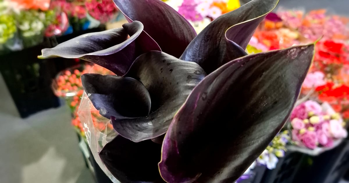 Calla Negro | Toshio Folhas e Flores