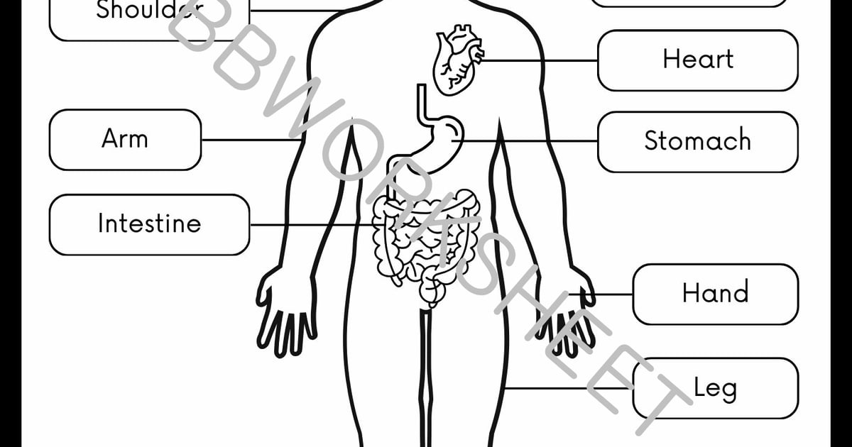 Human Body Labeling Chart | BBWORKSHEET