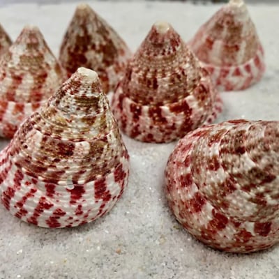 Aliao Shells (Trochus Shells) | A.C.C Fugalei Market